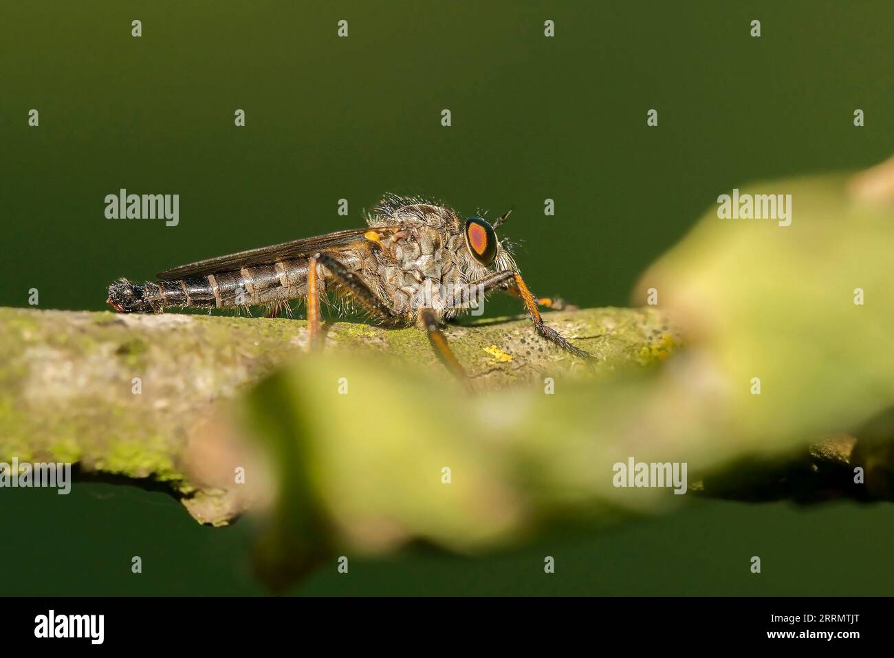 Common Awl Robberfly (Neoitamus cyanurus) resting on branch Stock Photo ...