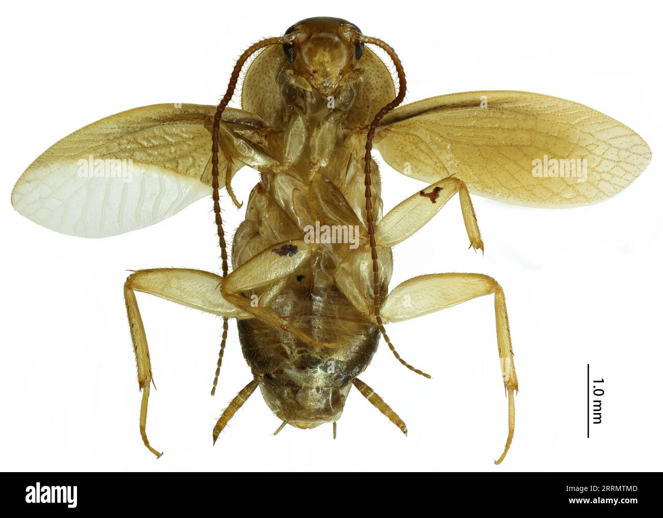 221116 -- GUANGZHOU, Nov. 16, 2022 -- This undated photo shows a ...