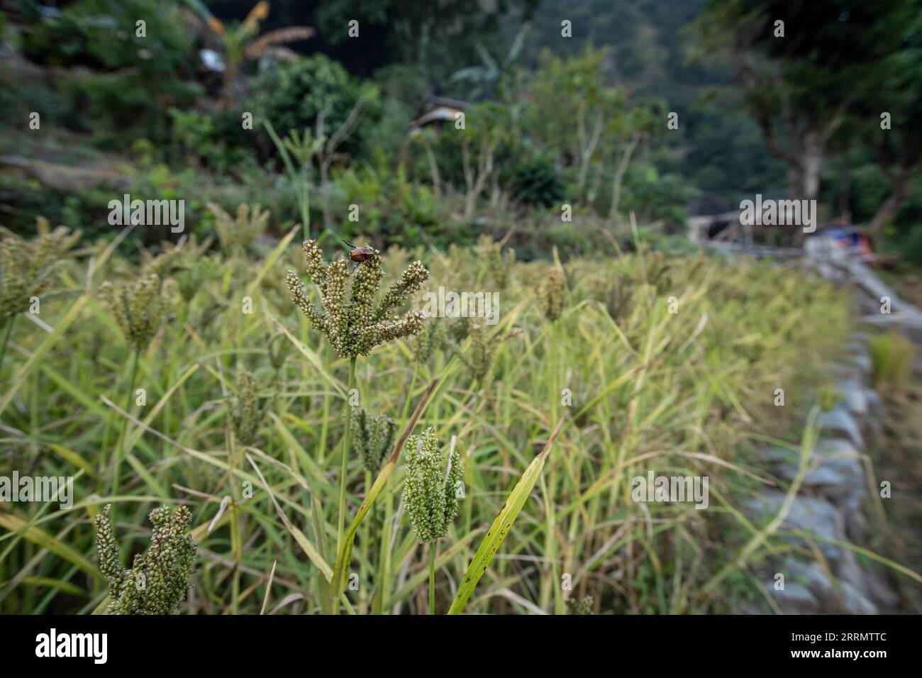 221116 -- KATHMANDU, Nov. 16, 2022 -- This photo taken on Nov. 8, 2022 ...