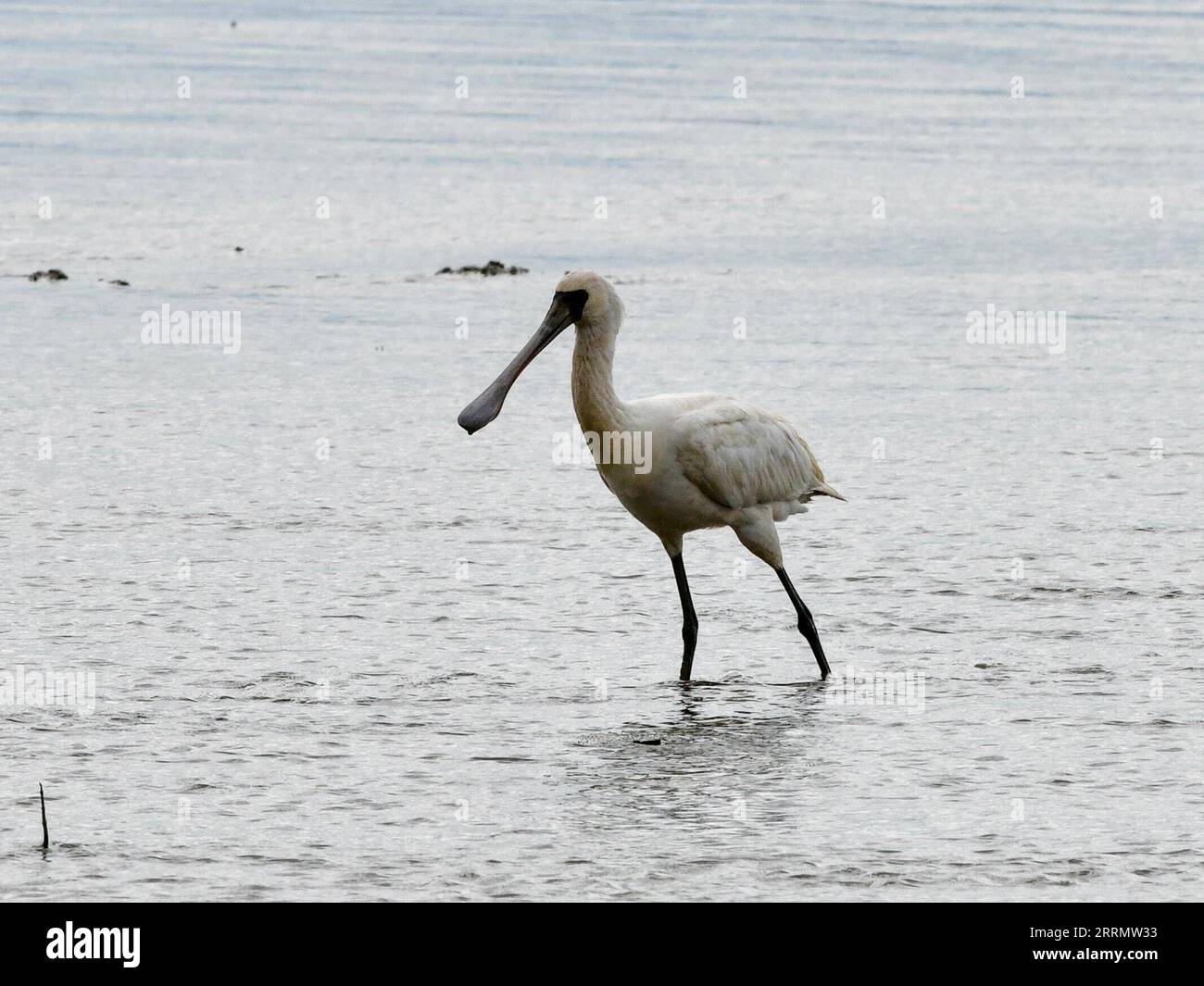 221116 -- SHENZHEN, Nov. 16, 2022 -- A black-faced spoonbill forages at ...