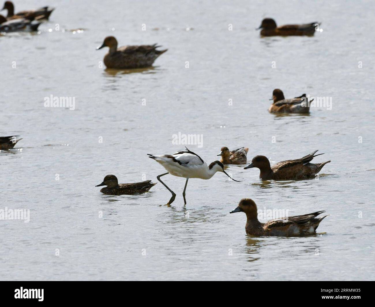 Migratory bird routes hi-res stock photography and images - Alamy