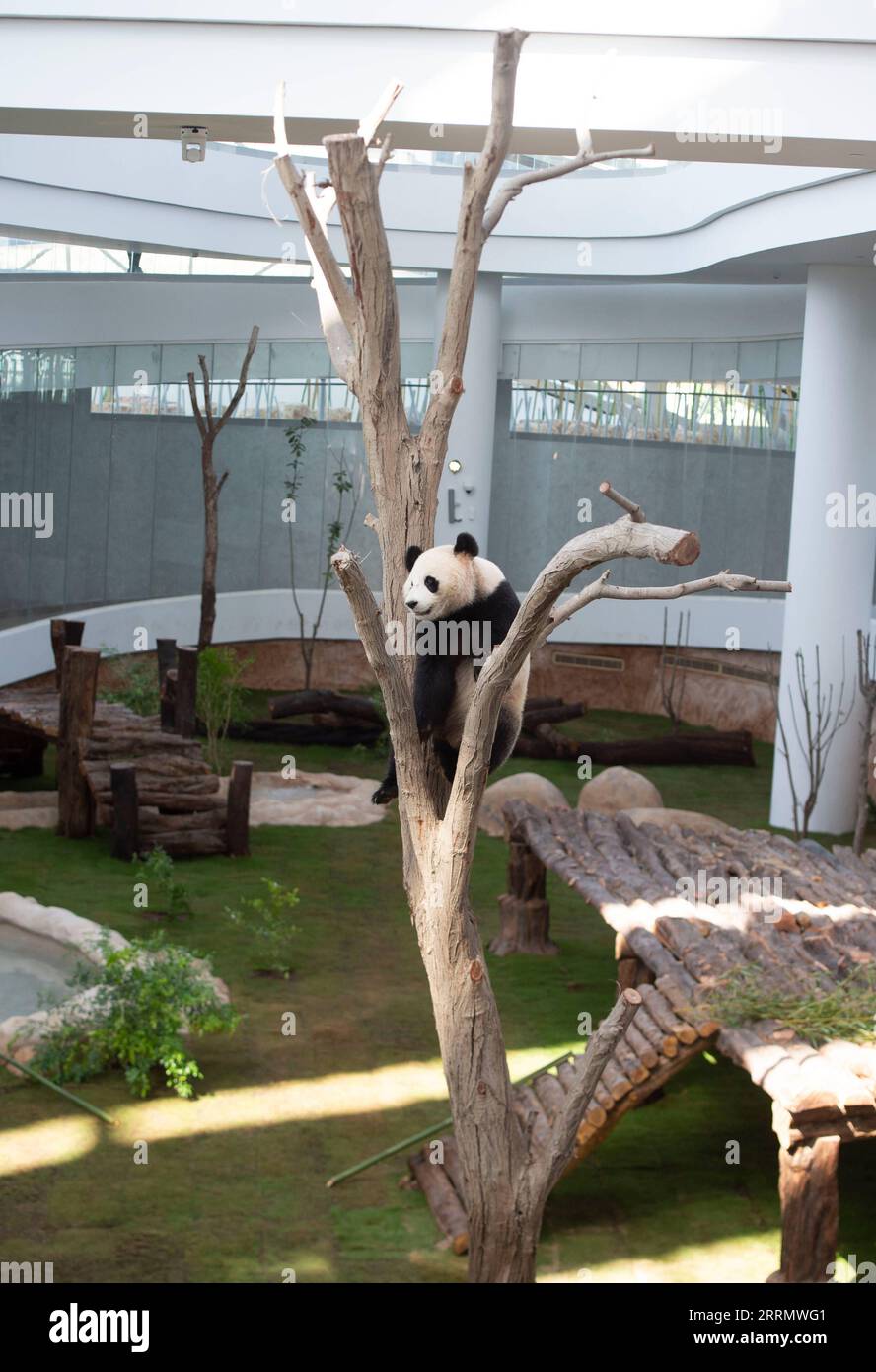 221117 -- DOHA, Nov. 17, 2022 -- The giant panda Si Hai is seen at the ...