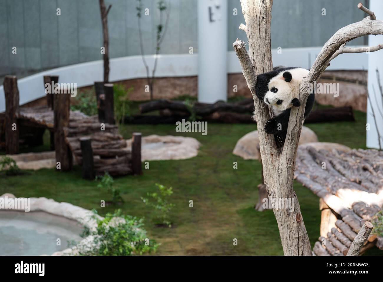 221117 -- DOHA, Nov. 17, 2022 -- The giant panda Si Hai is seen at the ...