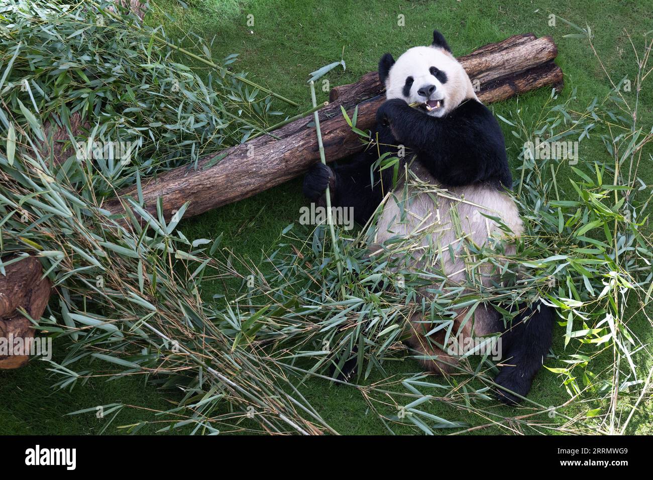 221117 -- DOHA, Nov. 17, 2022 -- The giant panda Jing Jing is seen at ...