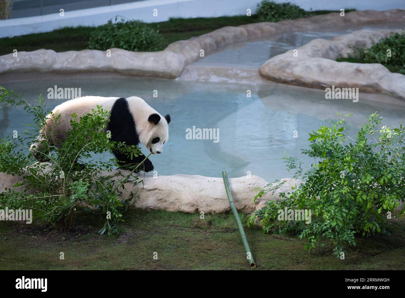 221117 -- DOHA, Nov. 17, 2022 -- The giant panda Si Hai is seen at the ...