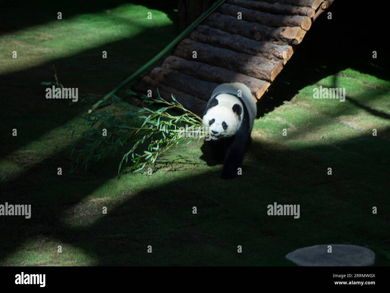 221117 -- DOHA, Nov. 17, 2022 -- The giant panda Si Hai is seen at the ...