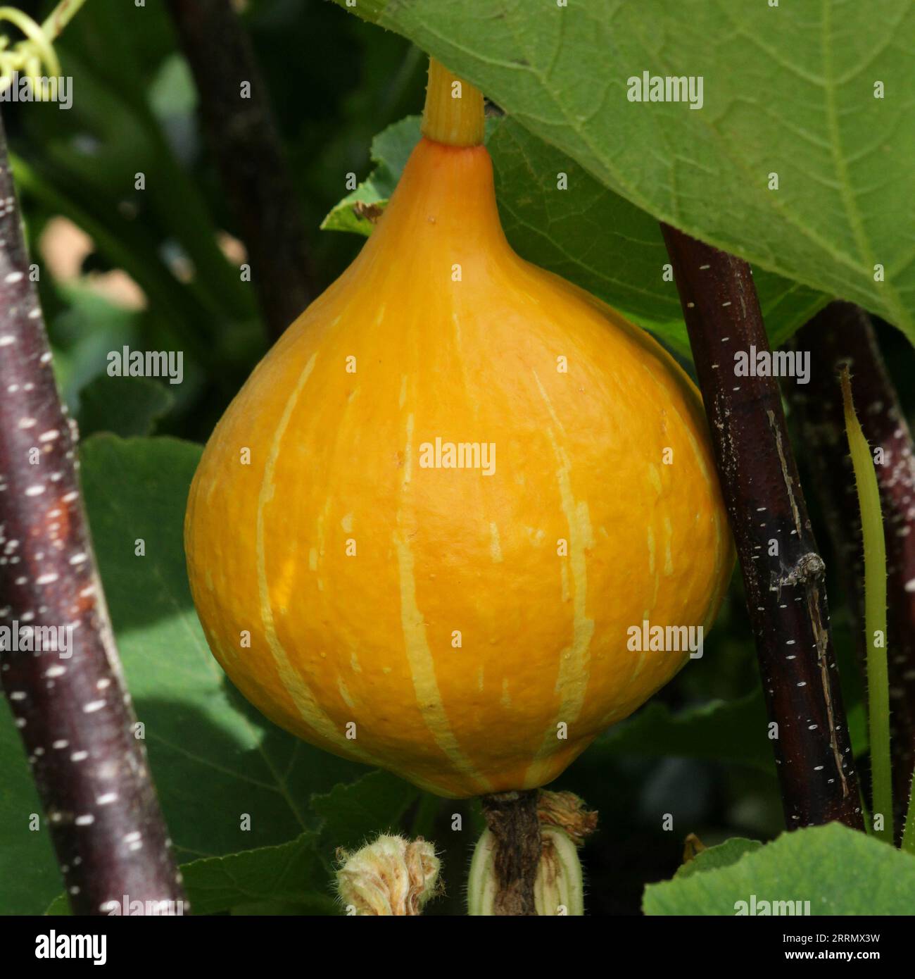 Hanging squash hi-res stock photography and images - Alamy