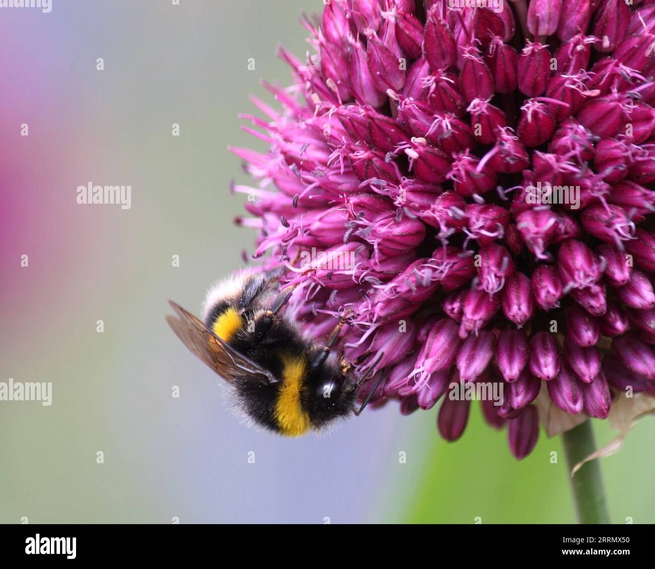 Close up white tailed bumblebee bombus hi-res stock photography and ...