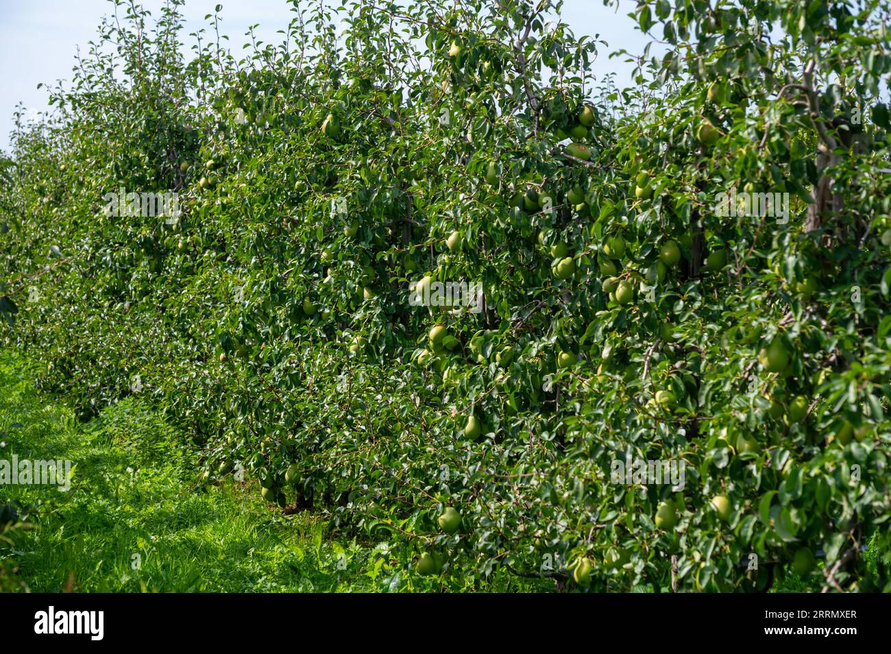 Green organic orchards with rows of Concorde pear trees with ripe ...