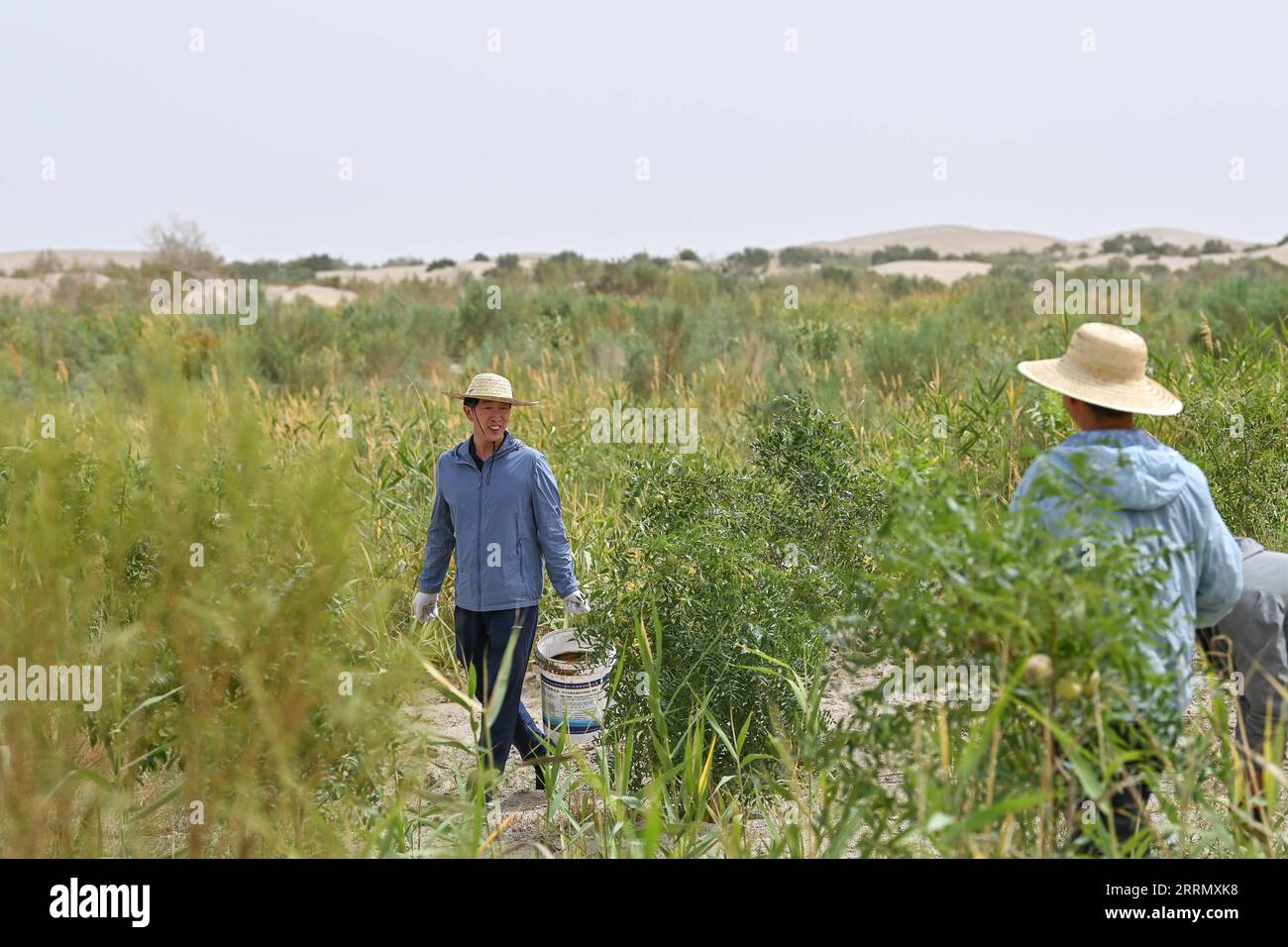 221120 -- URUMQI, Nov. 20, 2022 -- Veterans pick xanthoceras fruits in ...