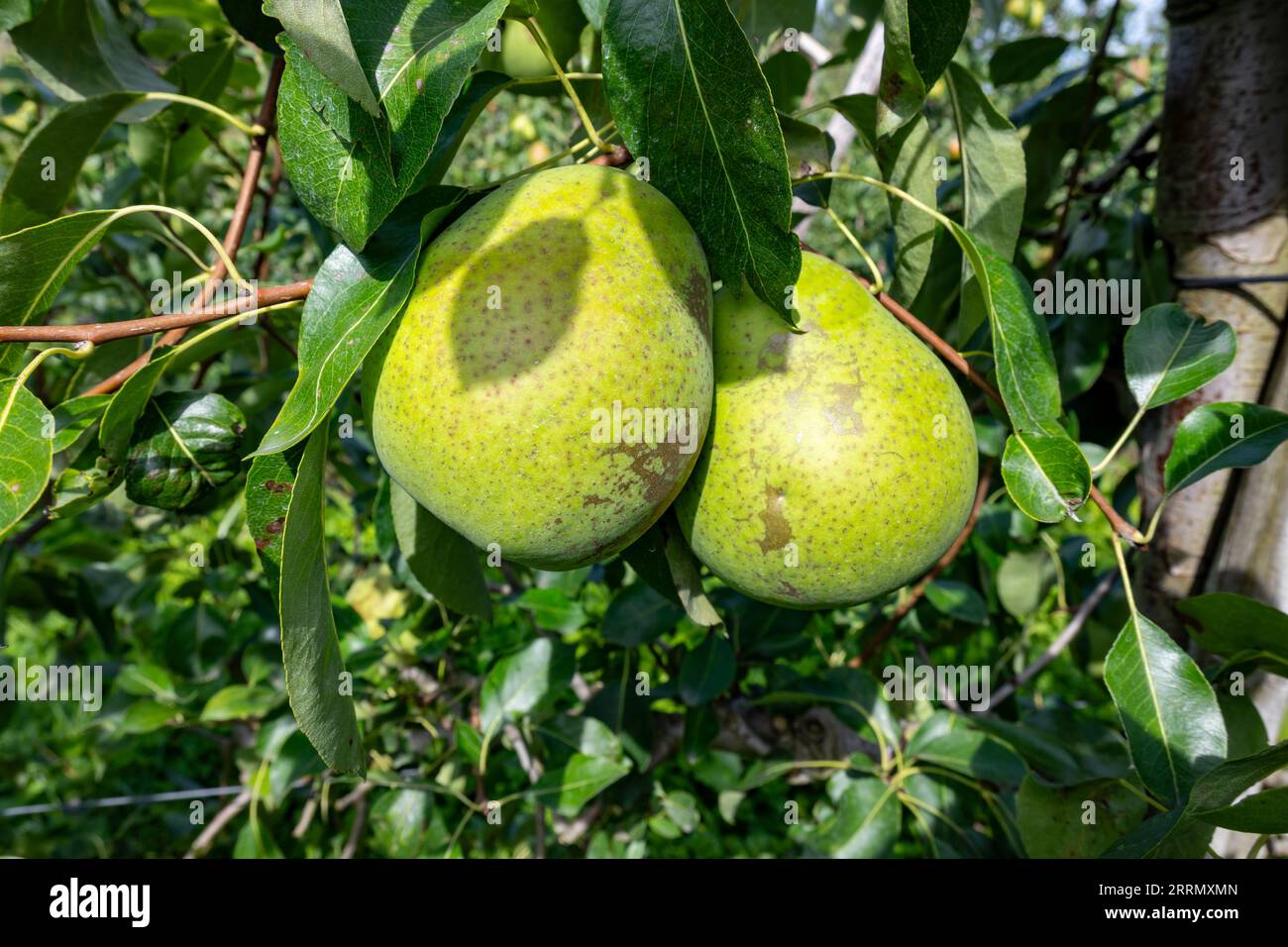 Green organic orchards with rows of Concorde pear trees with ripe ...