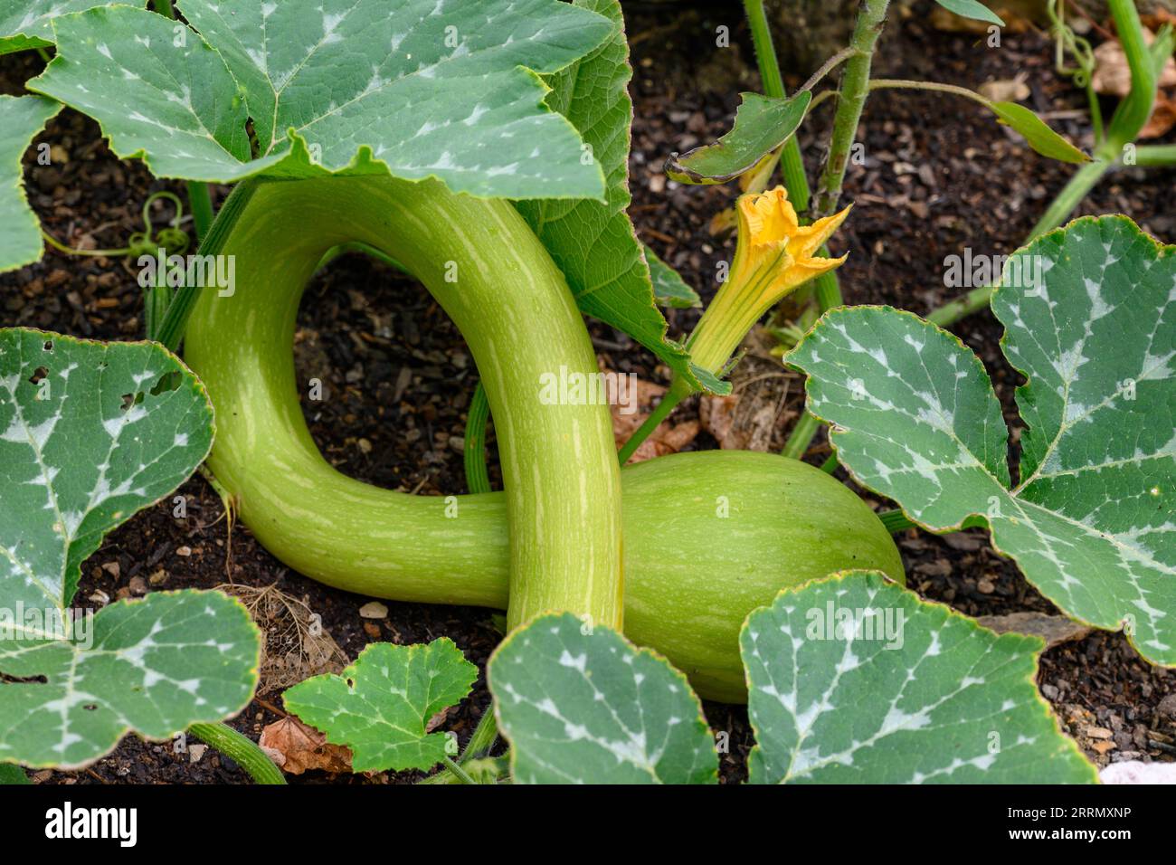 Open air plantation of ripe courgette zucchini vegetables ready to ...