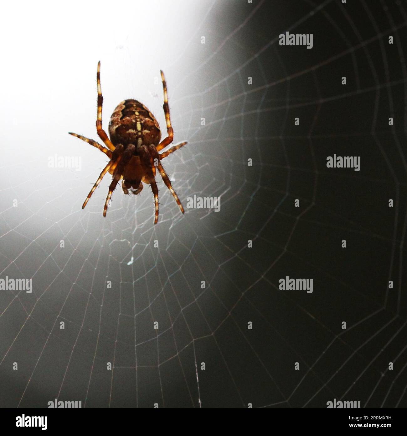 Garden Cross Spider (Araneus diadematus) in a web Stock Photo - Alamy