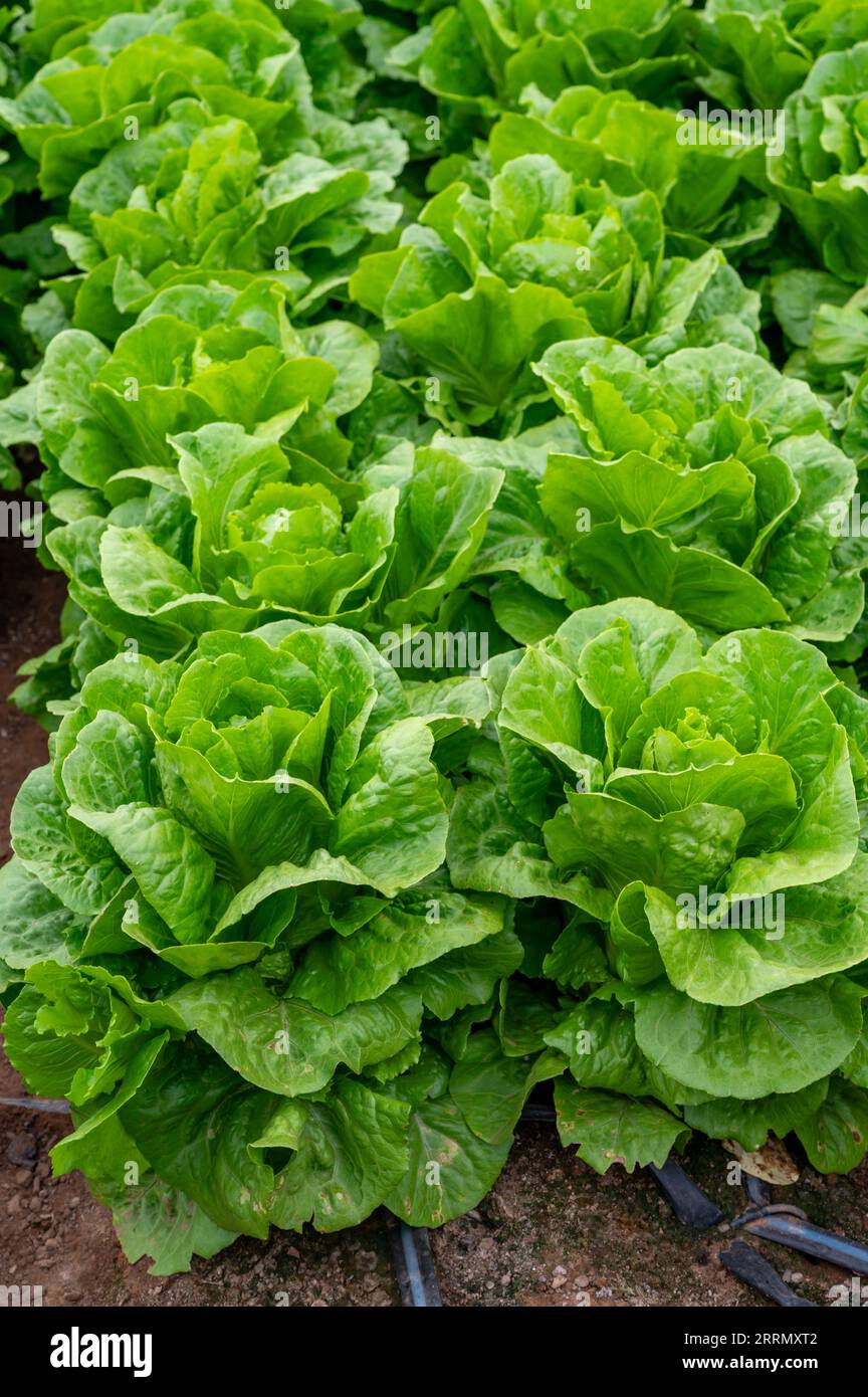 Farm field with rows of young fresh green romaine lettuce plants growing outside under italian ...