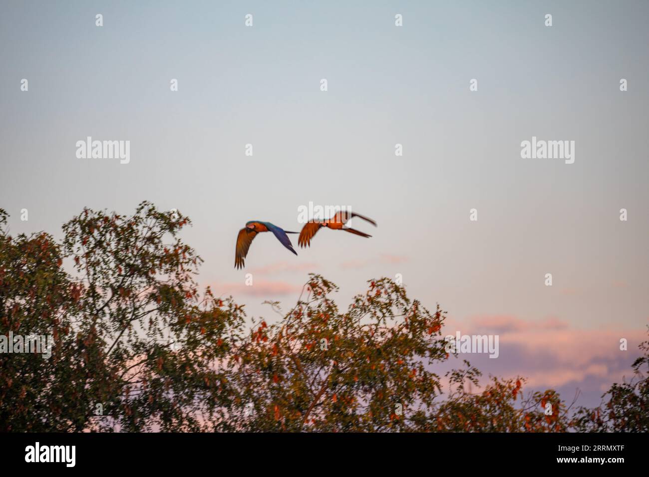 Birds fly amazon rainforest hi-res stock photography and images - Alamy