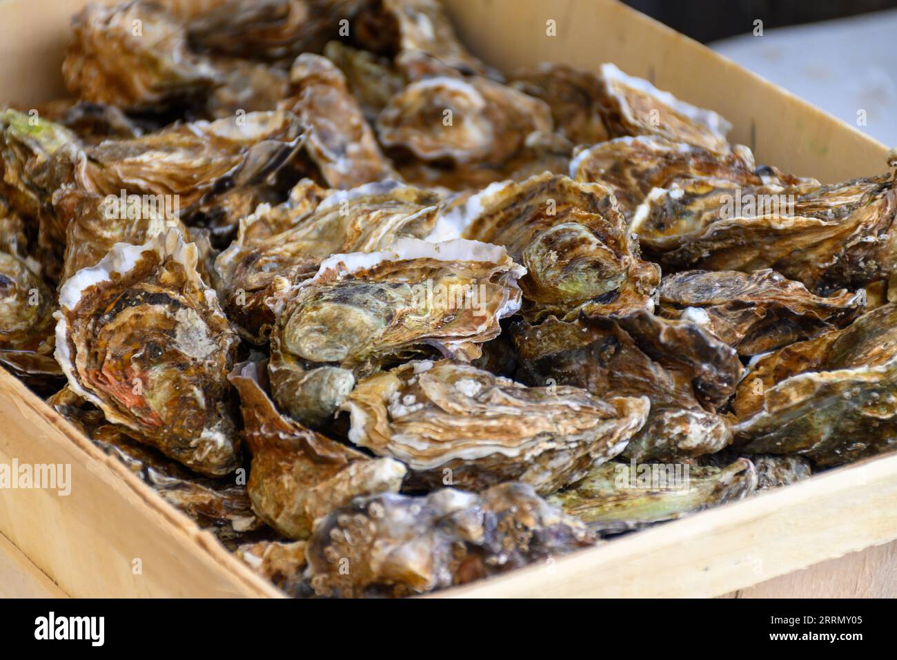 Fresh french Gillardeau oysters molluscs in wooden box ready to eat ...