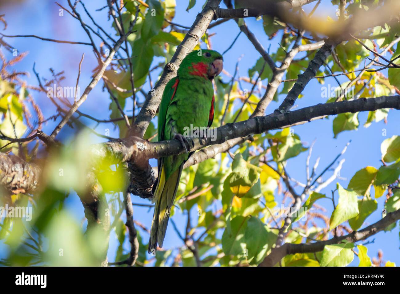 The Rare parrot, parakeet Brazilian (Psittacara leucophthalmus) known ...