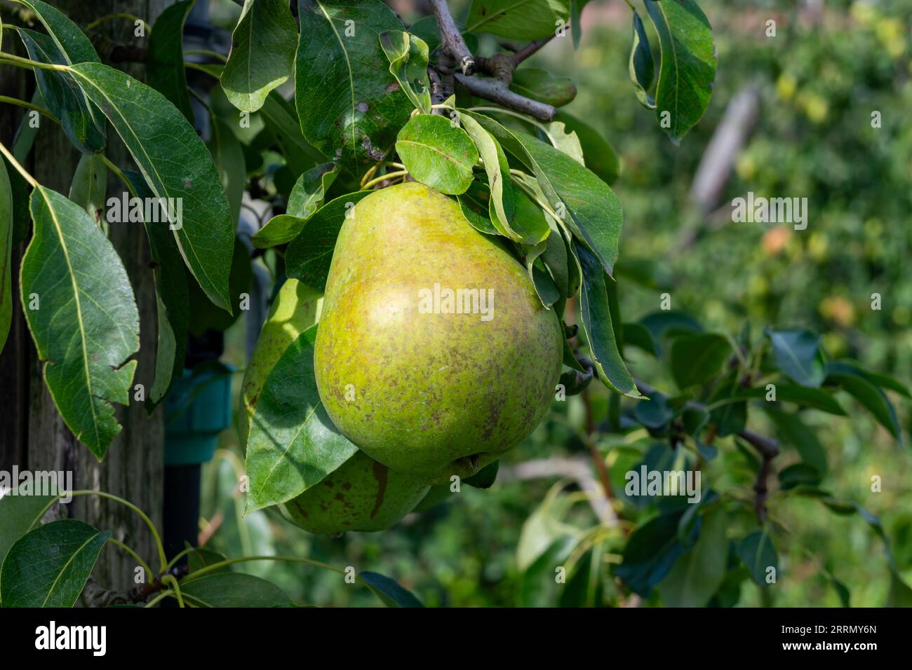 Green organic orchards with rows of Concorde pear trees with ripe ...