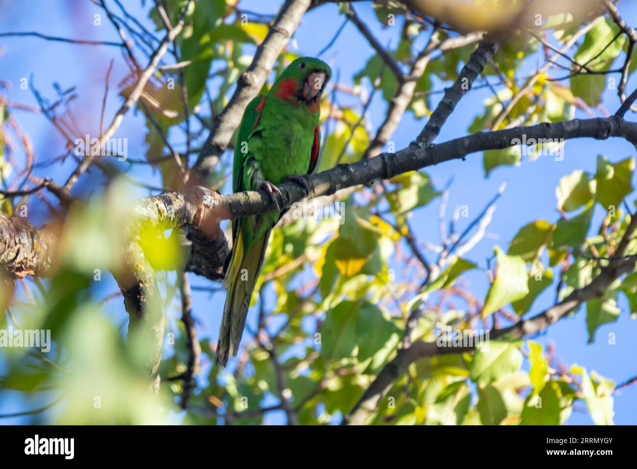 The Rare parrot, parakeet Brazilian (Psittacara leucophthalmus) known ...