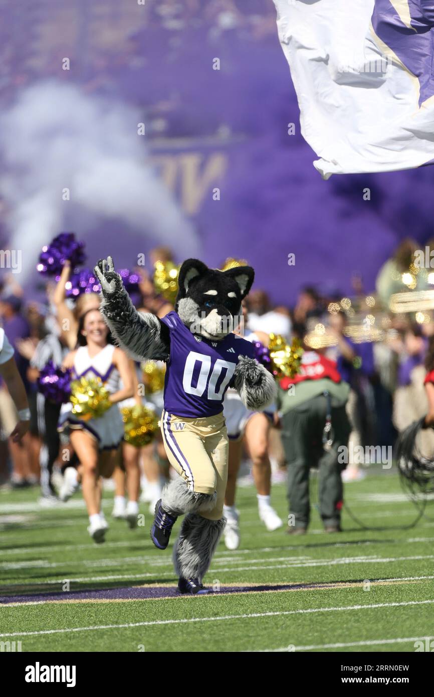 SEATTLE, WA - SEPTEMBER 02: Washington mascot Harry during a college ...