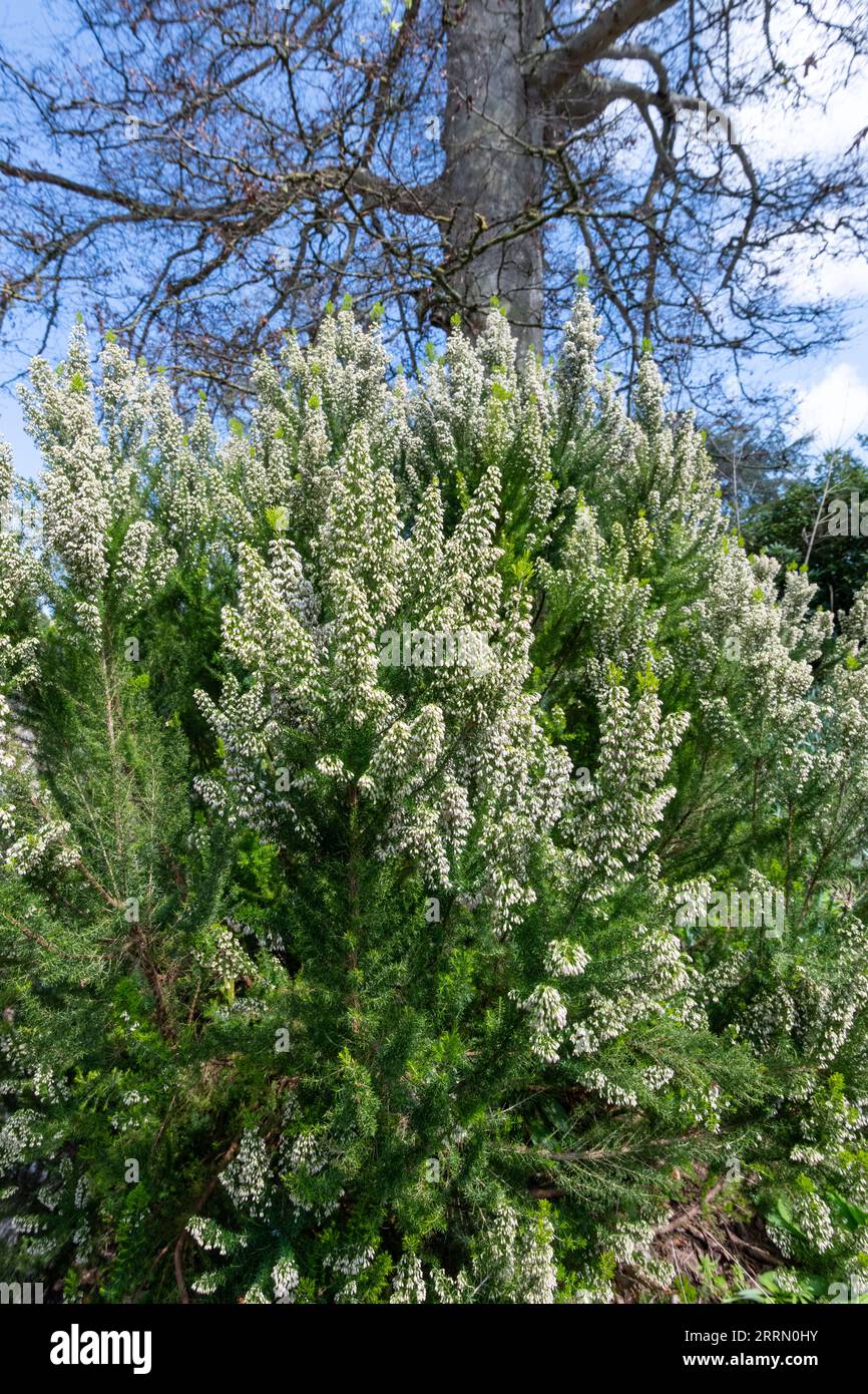 Close up of a tree heather (erica arborea) tree Stock Photo - Alamy