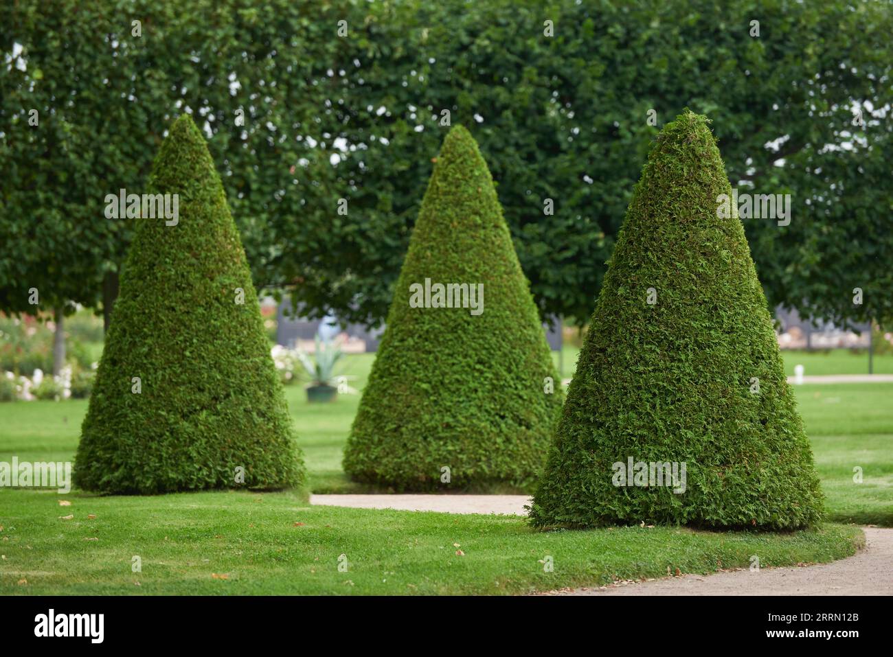 Triangle green trees in formal garden in reserve of Peterhof, Russia ...