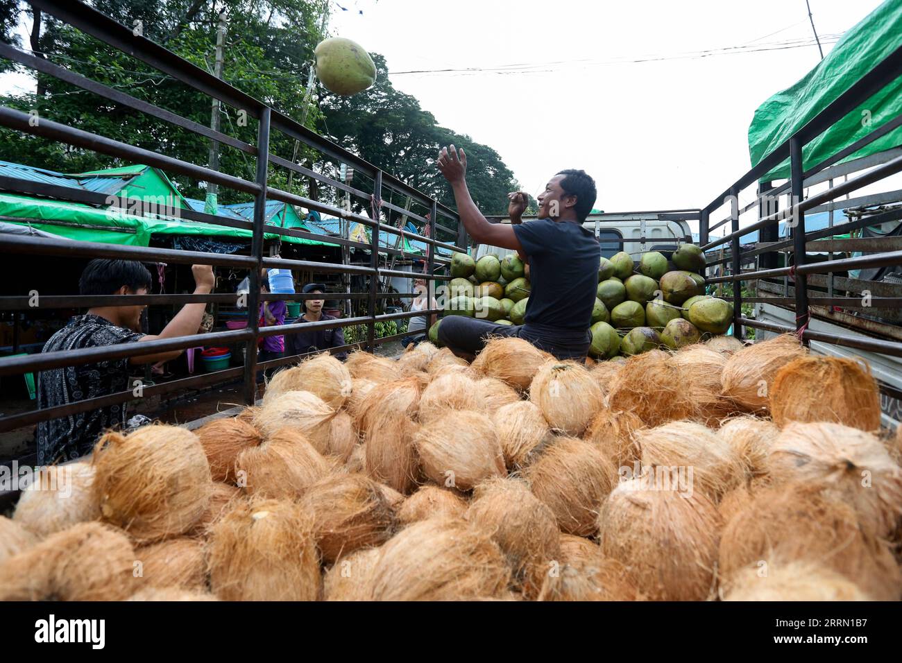 Load of coconuts hi-res stock photography and images - Alamy