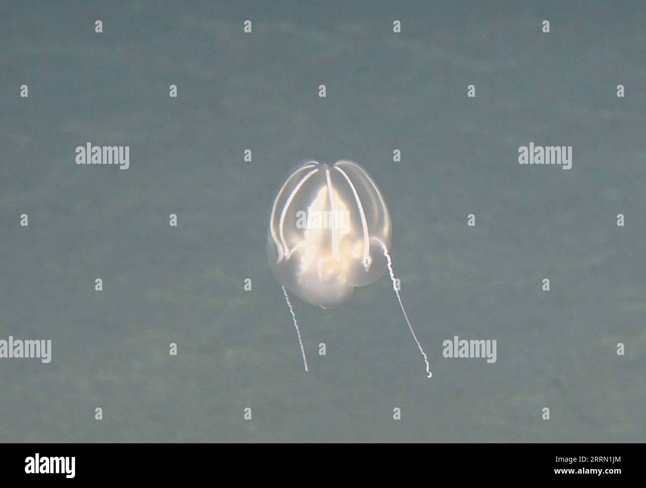 221128 -- AUCKLAND, Nov. 28, 2022 -- A marine organism is pictured from ...