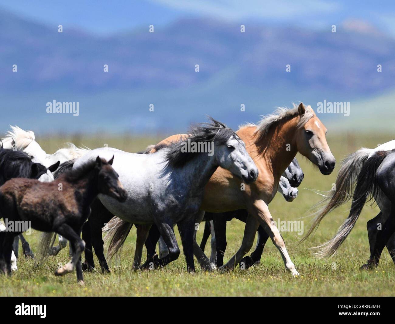 Horses on the grasslands of the tibetan plateau hi-res stock ...