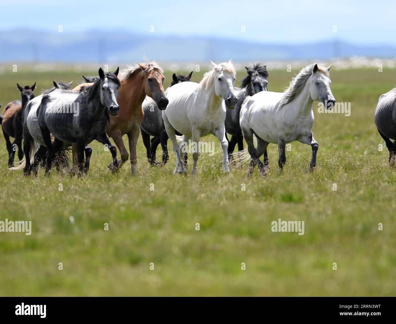 Horses on the grasslands of the tibetan plateau hi-res stock ...