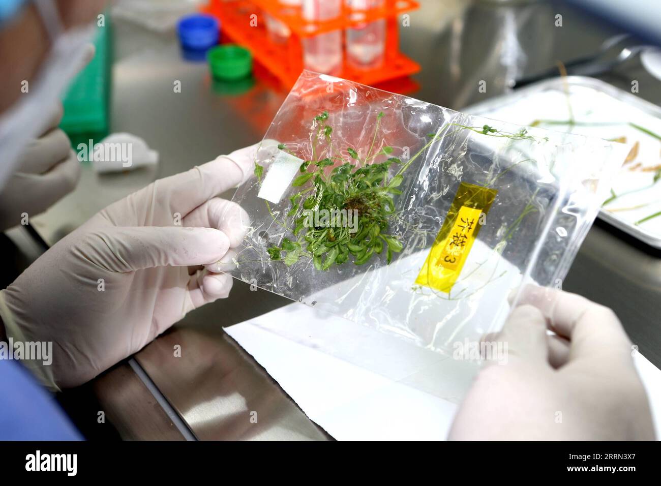 221206 -- BEIJING, Dec. 6, 2022 -- Zheng Huiqiong, a researcher at the Center for Excellence in ...