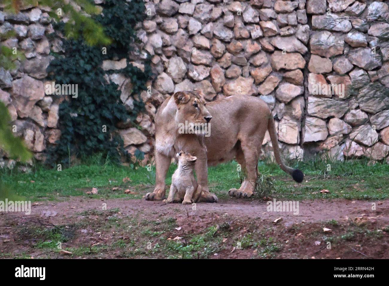 Mideast jerusalem zo lion hi-res stock photography and images - Alamy
