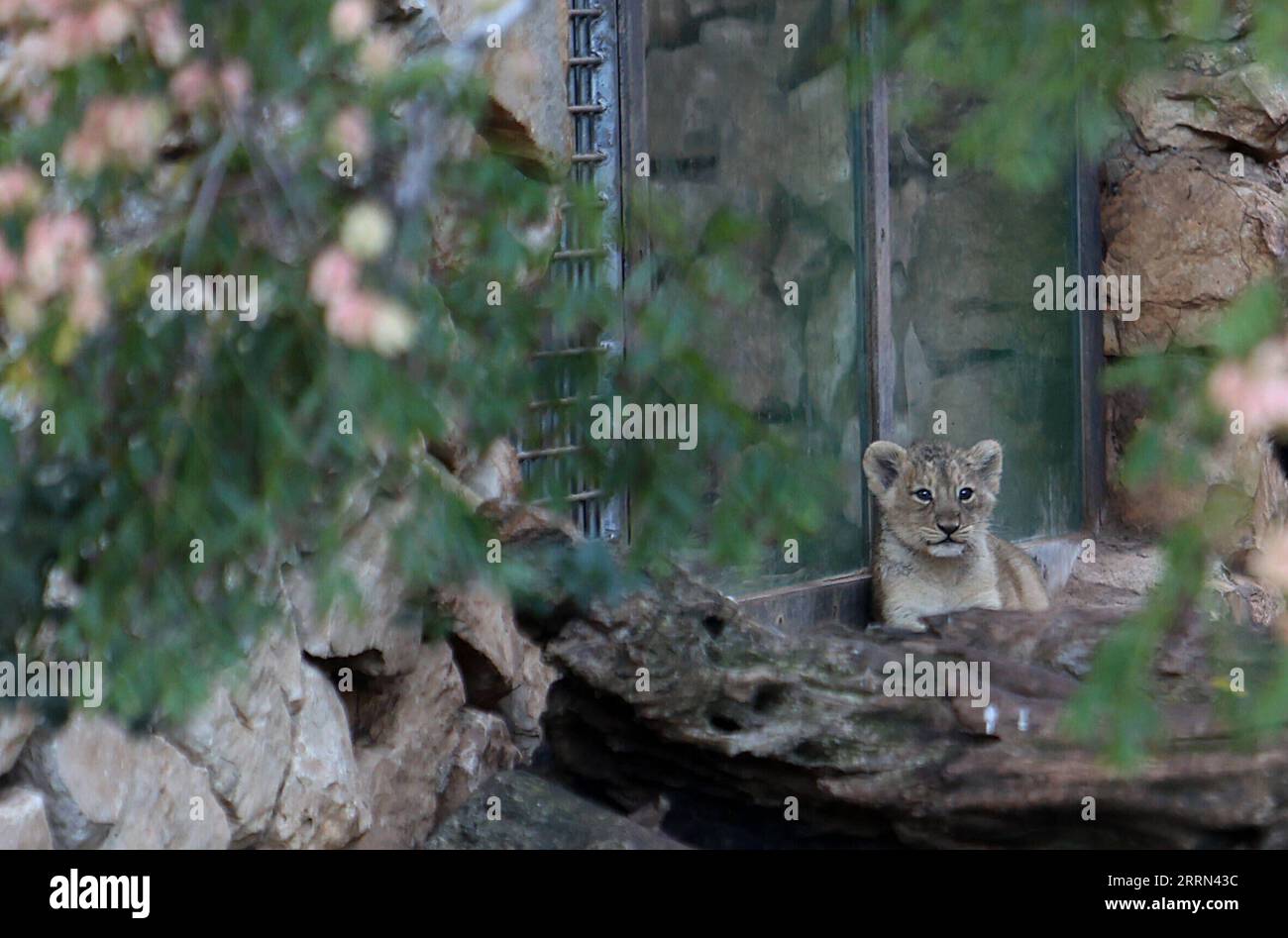 Mideast jerusalem zo lion hi-res stock photography and images - Alamy
