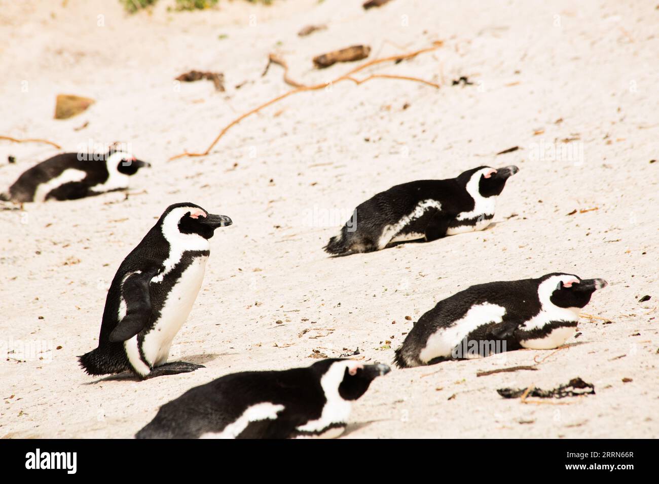 Simons Town Penguins Stock Photo - Alamy