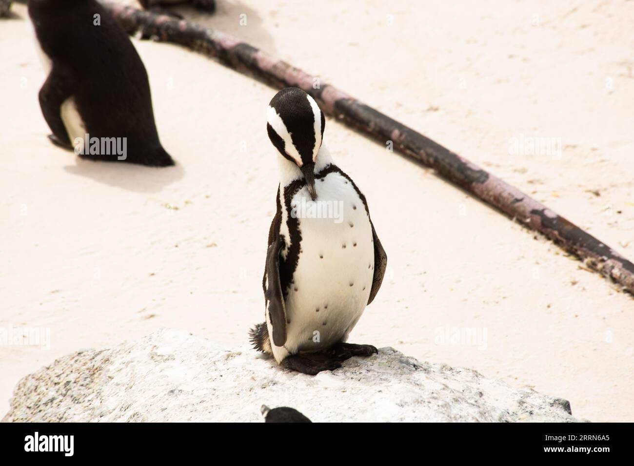 Simons Town Penguins Stock Photo - Alamy