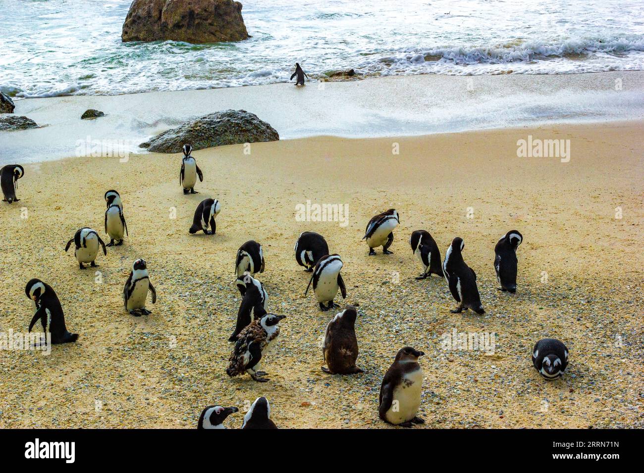 South african penguins colony of spectacled penguins waterbirds single ...