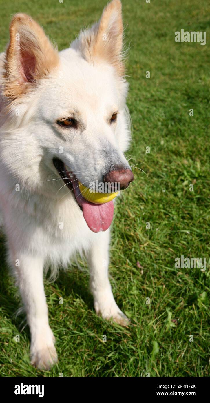 Young german shepherd dog hi-res stock photography and images - Alamy
