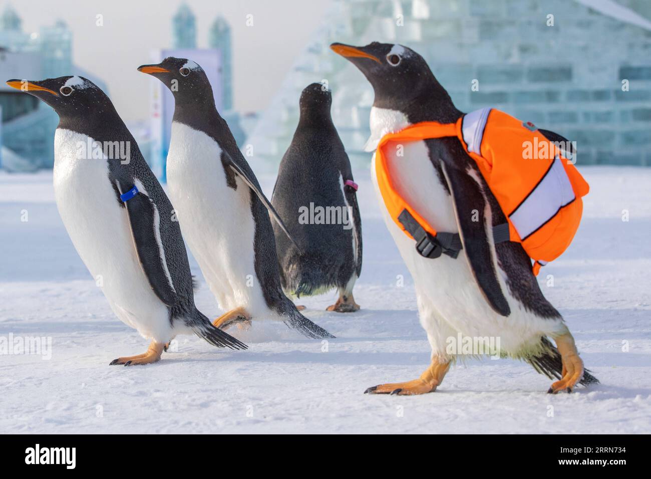 221217 -- HARBIN, Dec. 17, 2022 -- Penguins from Harbin Polarpark are ...
