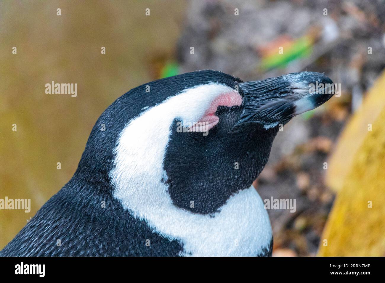 South african penguins colony of spectacled penguins waterbirds single ...