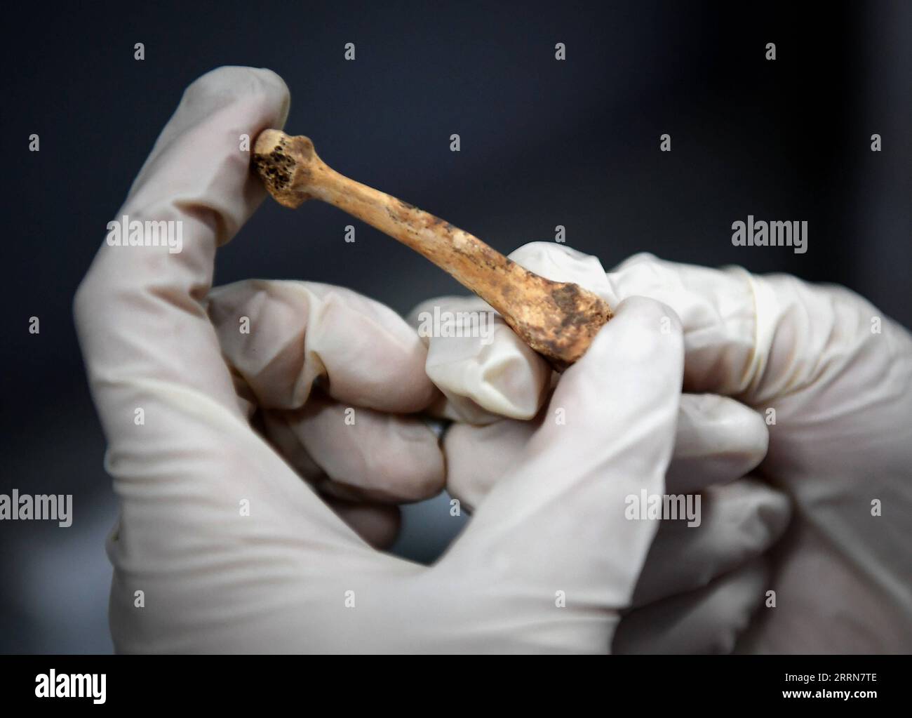 Letsbones hi-res stock photography and images - Alamy