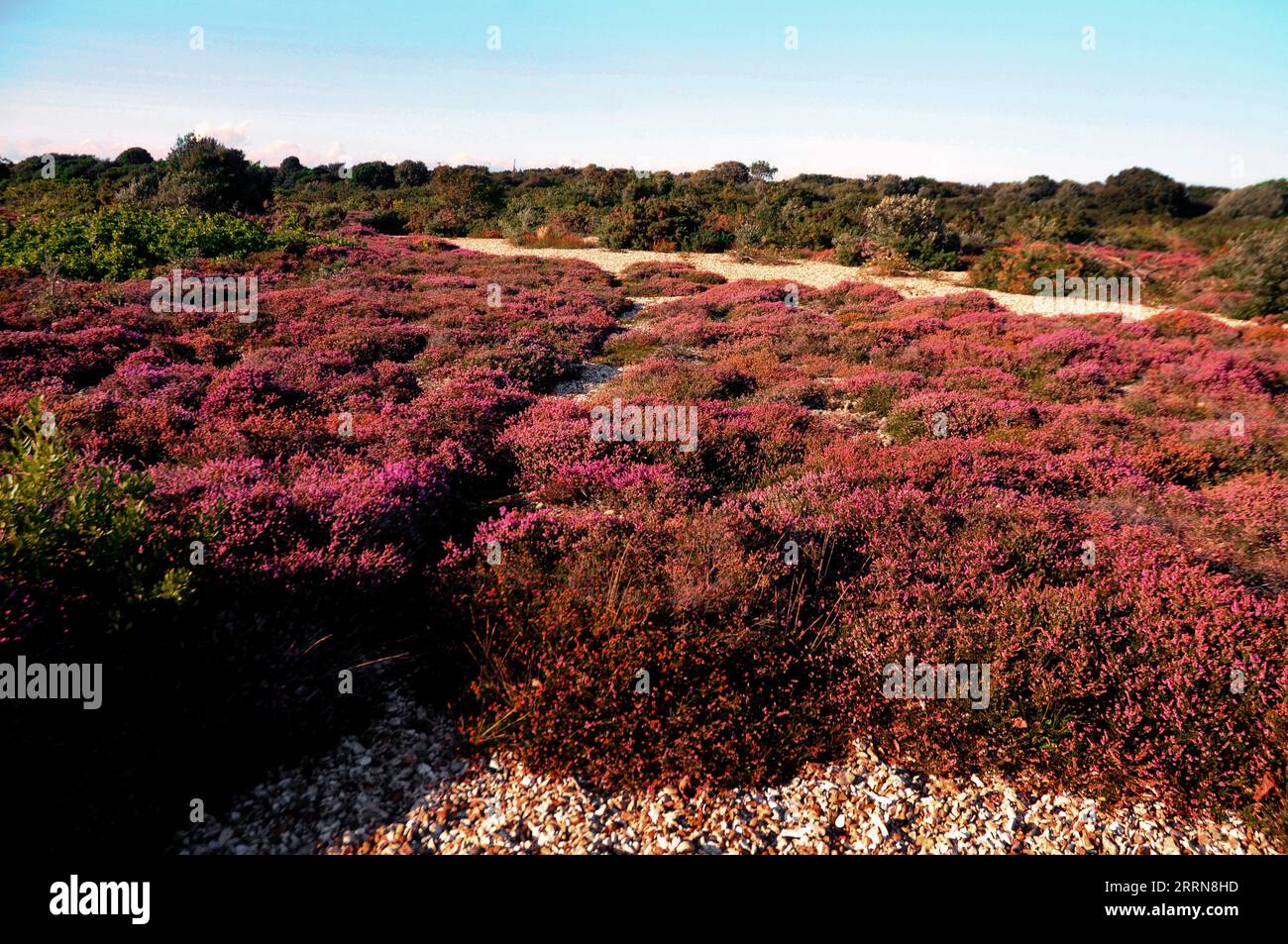 Browndown coastal path hi-res stock photography and images - Alamy