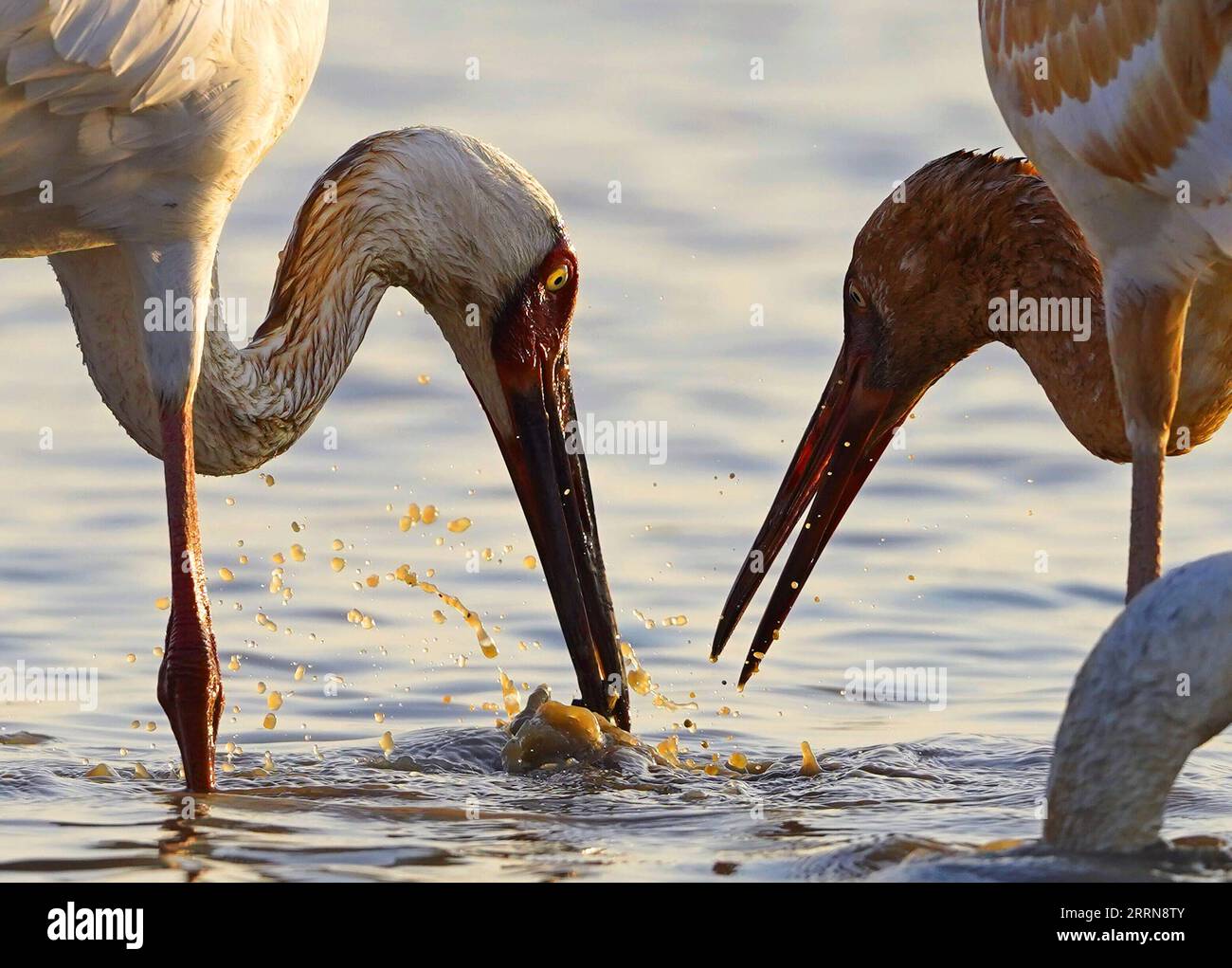 Siberian crane china hi-res stock photography and images - Alamy