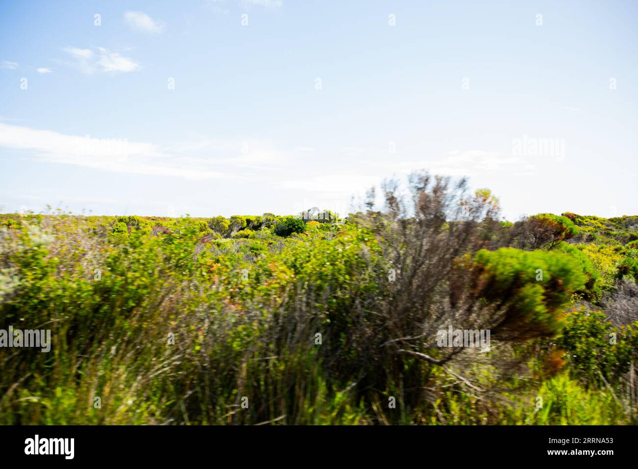 Fynbos at Cape Point Nature Reserve Stock Photo - Alamy