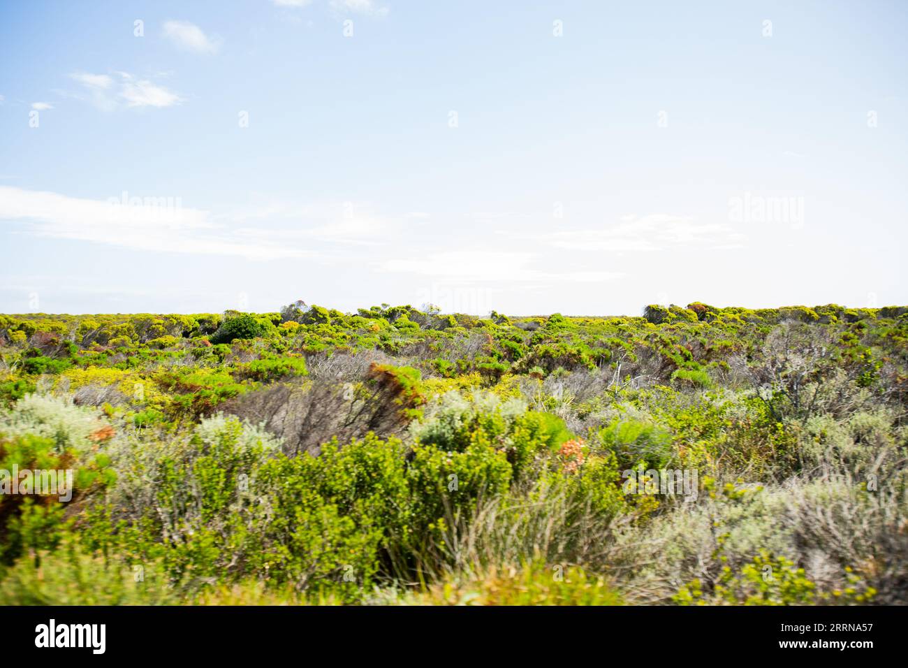 Fynbos at Cape Point Nature Reserve Stock Photo - Alamy