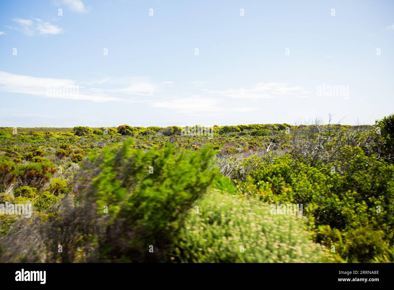 Fynbos at Cape Point Nature Reserve Stock Photo - Alamy