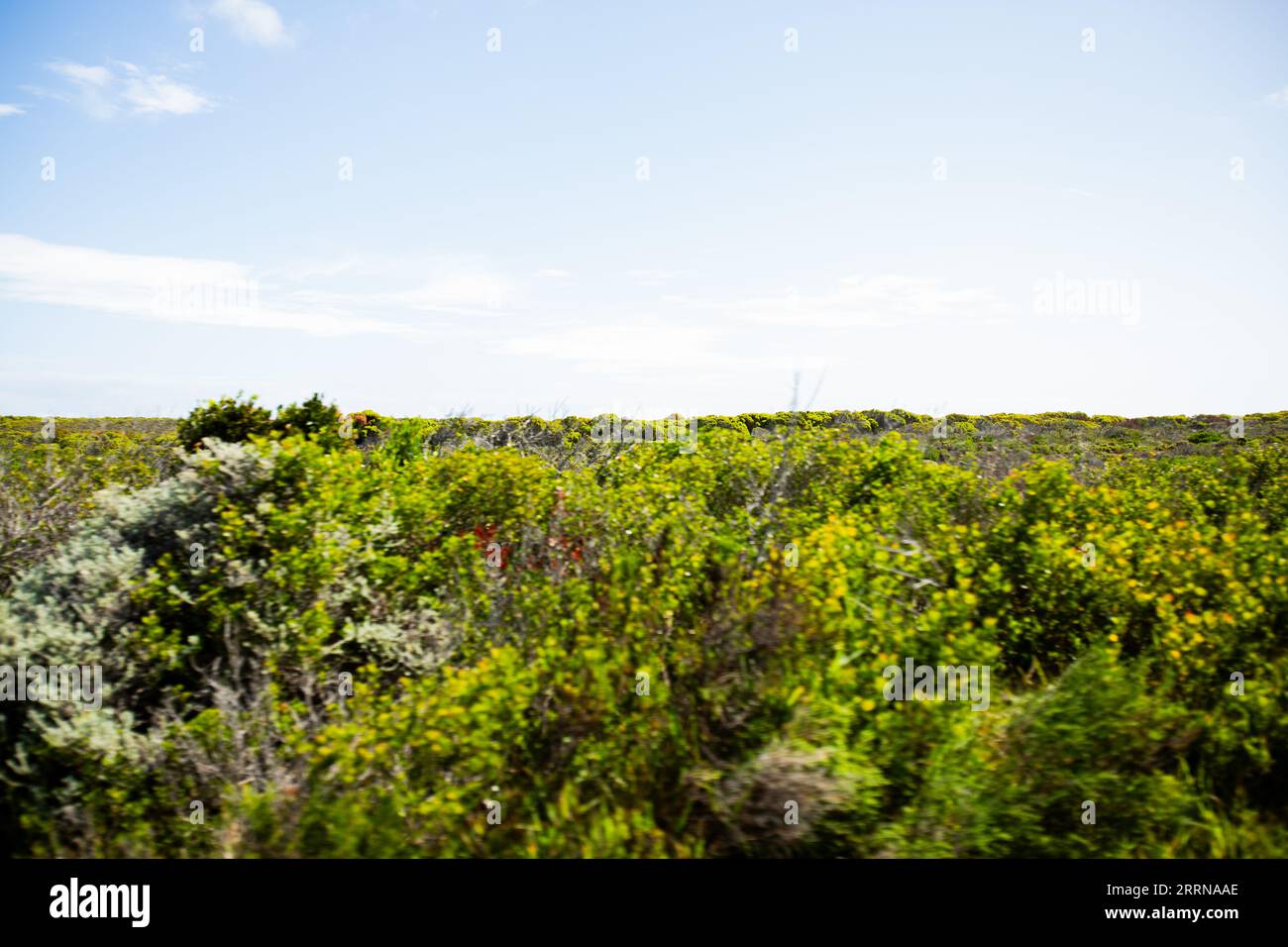 Fynbos at Cape Point Nature Reserve Stock Photo - Alamy