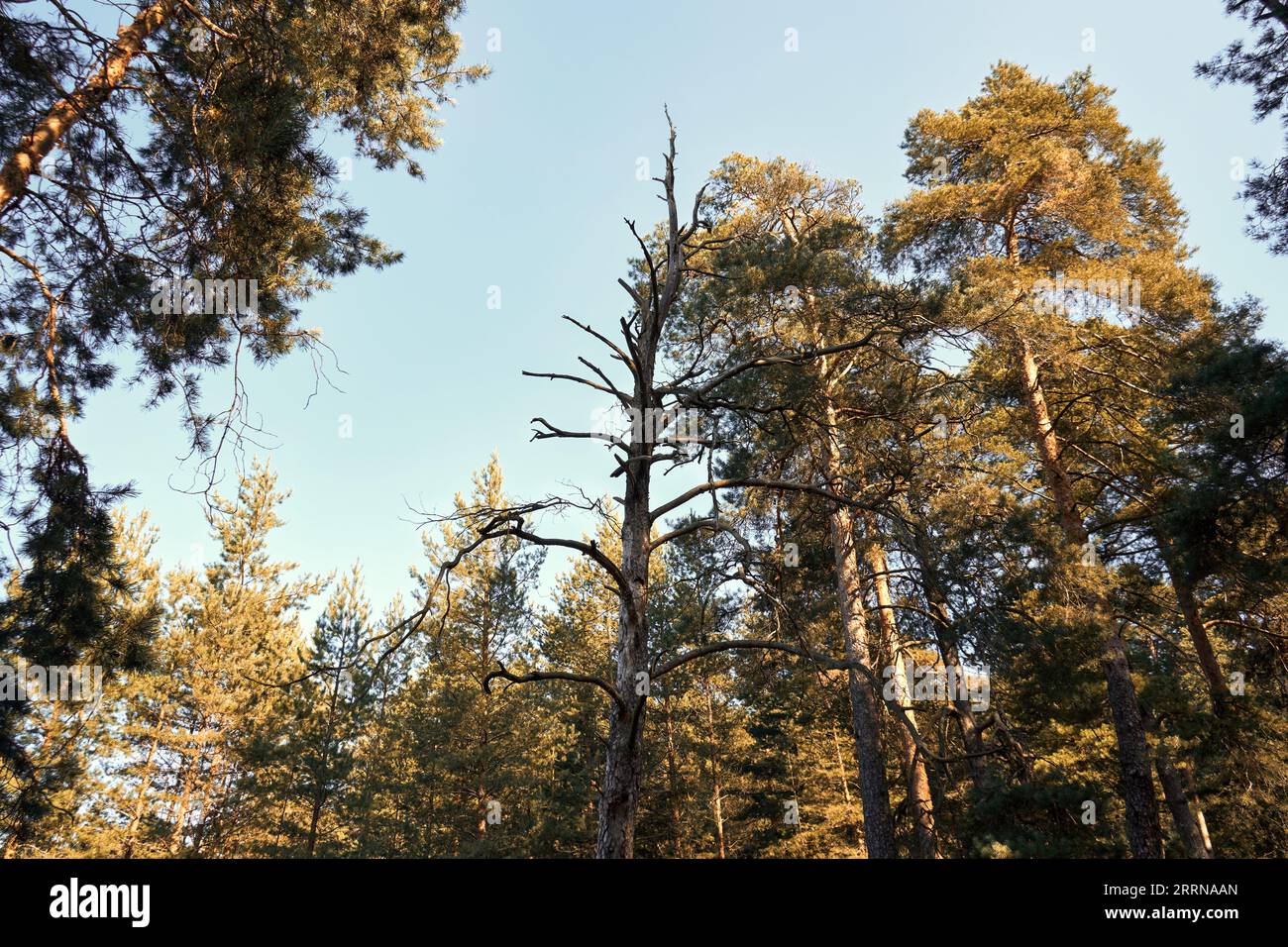 Dry dead pine tree in the forest Stock Photo - Alamy