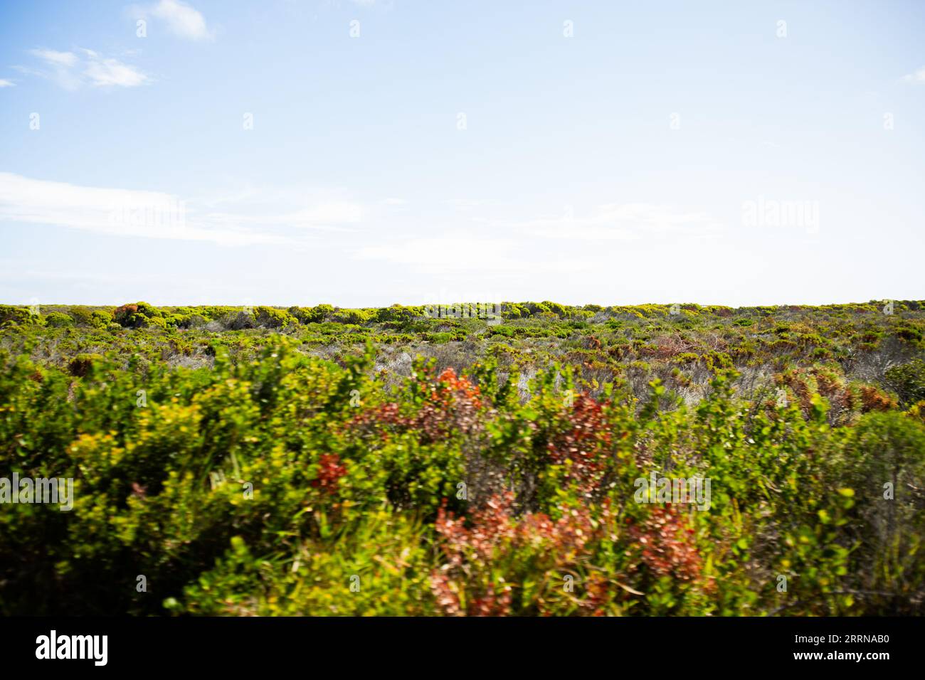Fynbos at Cape Point Nature Reserve Stock Photo - Alamy