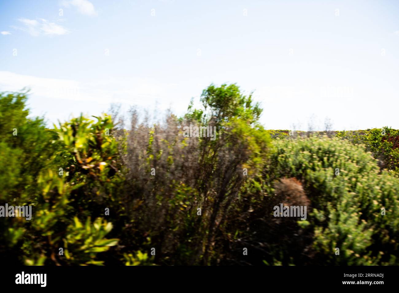 Fynbos at Cape Point Nature Reserve Stock Photo - Alamy