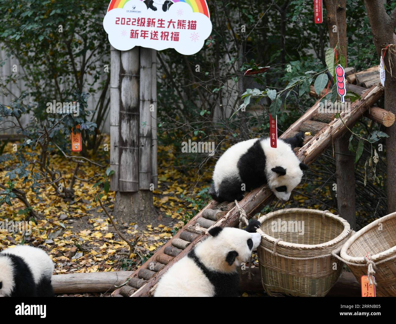 221229 -- CHENGDU, Dec. 29, 2022 -- This photo taken on Dec. 29, 2022 shows giant panda cubs at ...